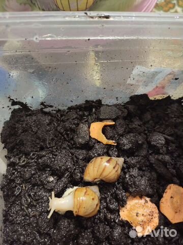 Отдам бесплатно улитки