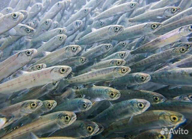 Малек форели