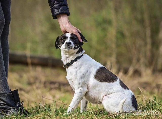 Бэлла невидимка