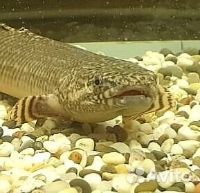 Полиптерус орнатипинис