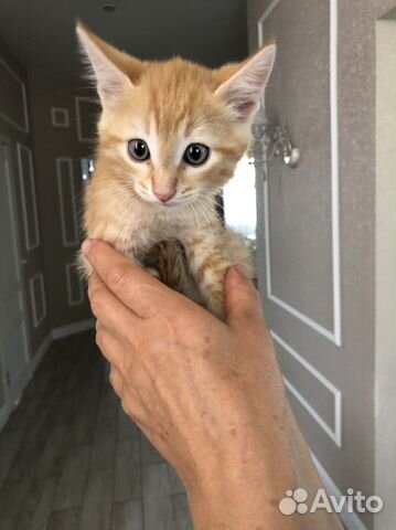 Рыжий котенок в добрые руки
