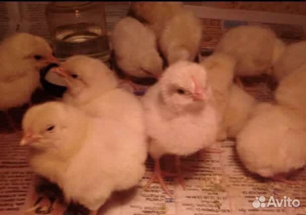 Цыплята бройлеры