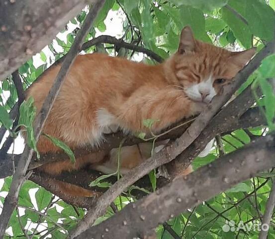Рыжий ласковый котик