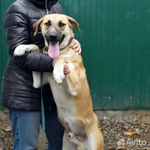 Бадди в поисках дома