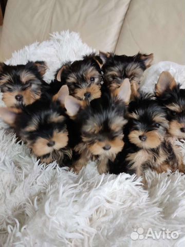 Йоркширский терьер