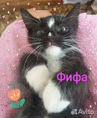 Котёнок Фифа