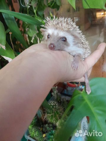 Ежик африканский