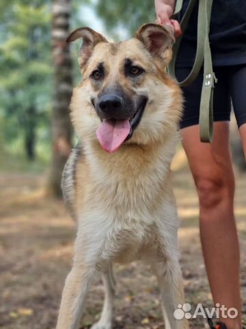 Молодая собака живёт в приютской клетке