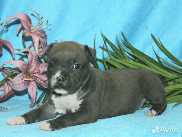 Щеночки голубого амстаффа