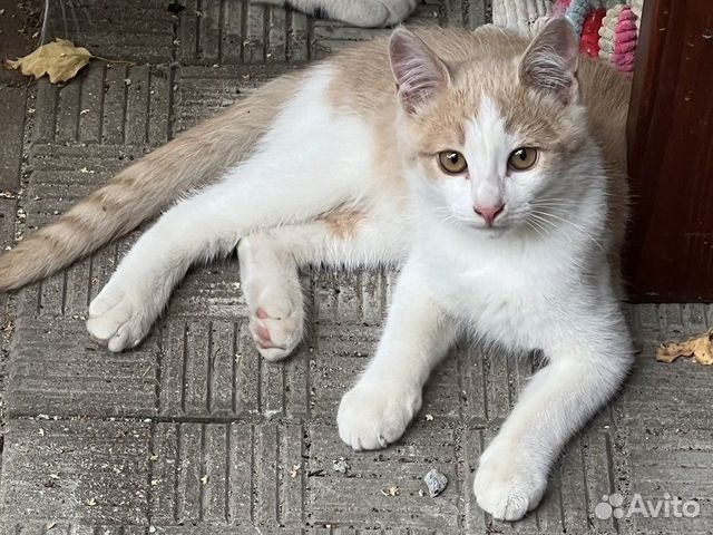 4 мес котик Леопольд в добрые руки