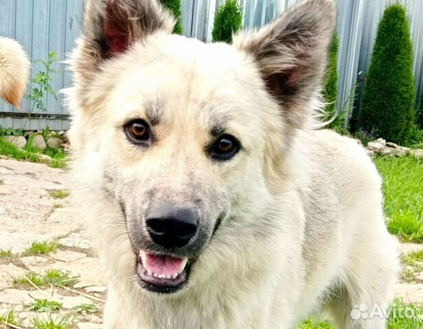 Собаки бесплатно в добрые руки щенки