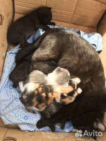 Домашние животные котята