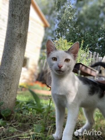Котенок по имени фин