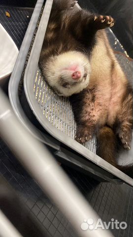 Хорек с клеткой