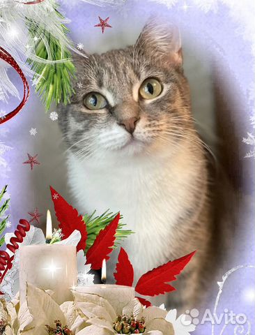 Трогательная серо белая нежная Мышка в дар