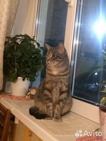 Красивый большой кот (окрас табби)