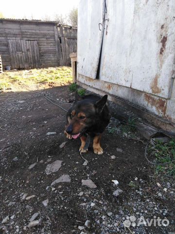 Немецкая овчарка (карликовая)