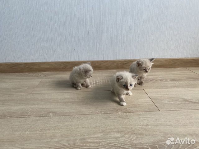 Домашние животные кошки