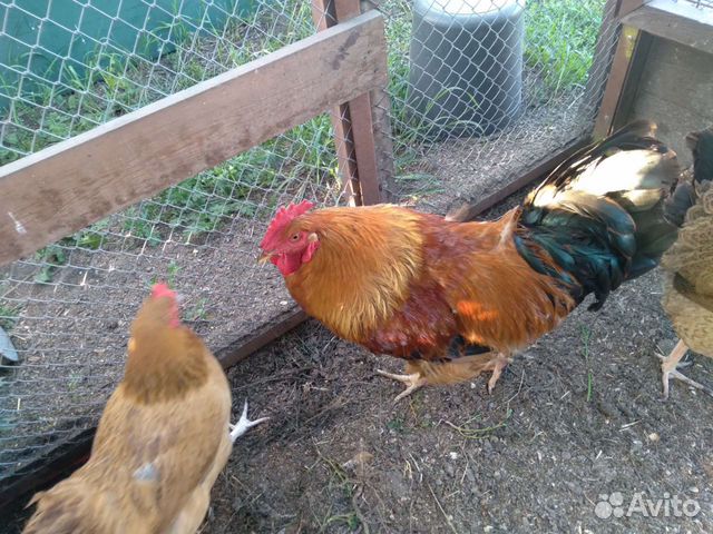 Петух породистый кучинской