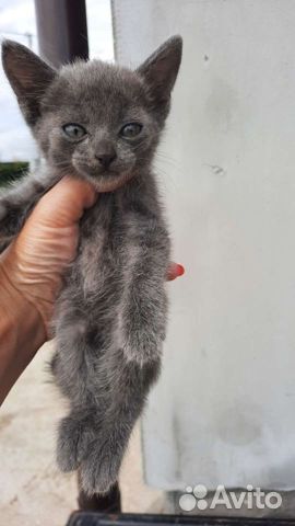 Котята в добрые руки бесплатно