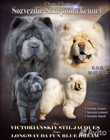 Чау-чау,кремовые,чёрные