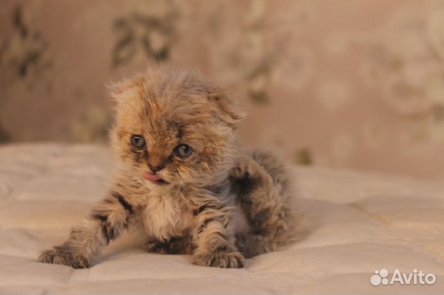 Котята селкирк рекс