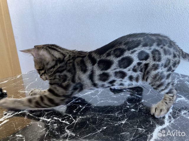 Бенгальские котята