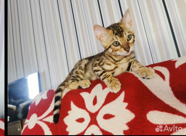 Бенгальские котята