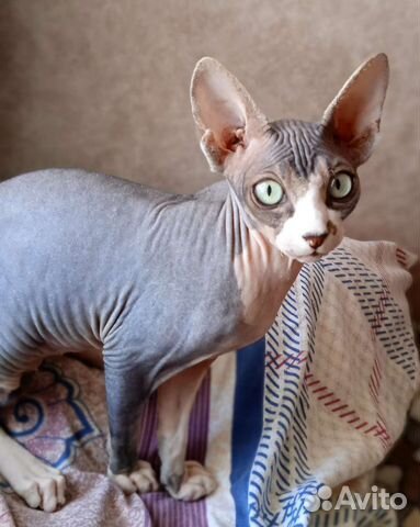 Канадский сфинкс