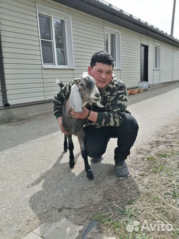 Нубийские козы, заанинские