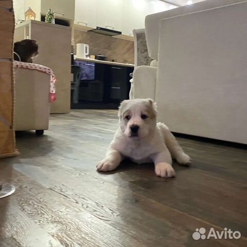 Среднеазиатская овчарка