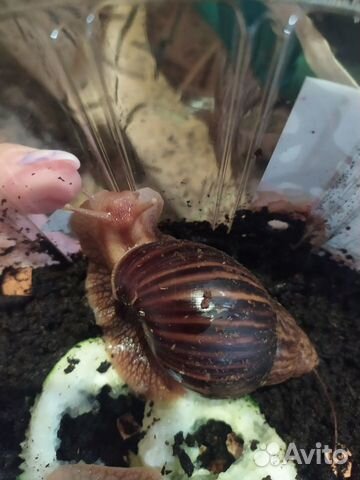 Улитки Ахатины