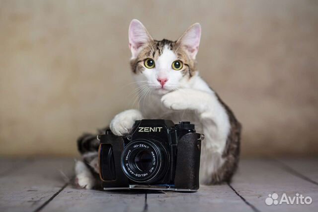 Котик ищет дом