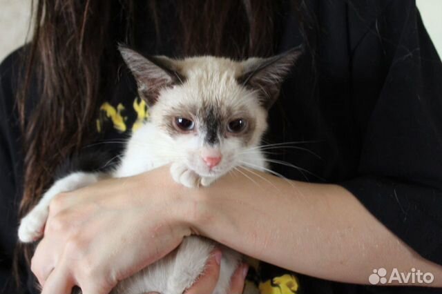 Котенок мальчик сиамского окраса