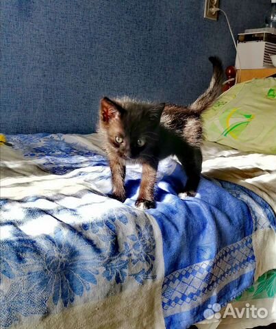 Кошка