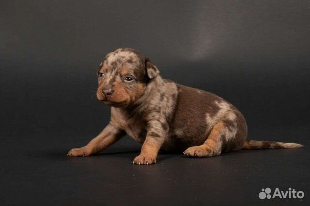 Русский Той