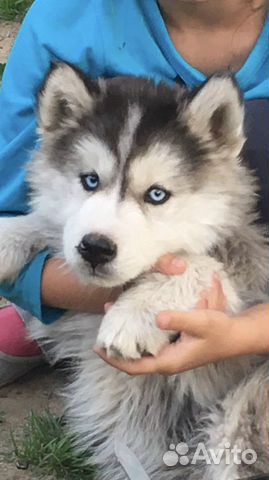 Чистопородные Хаски Голубоглазые