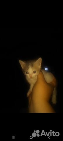 Котятки метисы