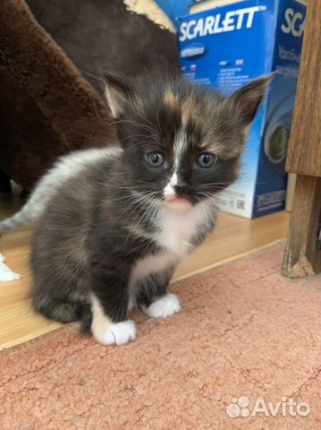 Котята