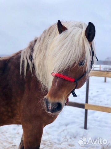 Недоуздок веревочный + чембур