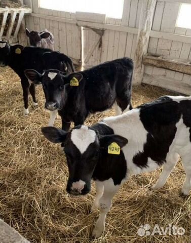Продаем телята