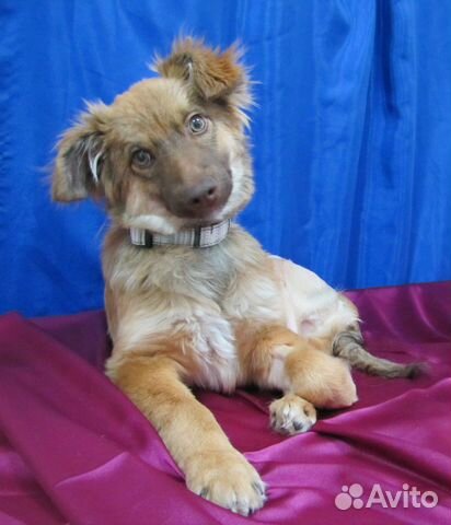 Шоколадный нос Пончик ищет дом