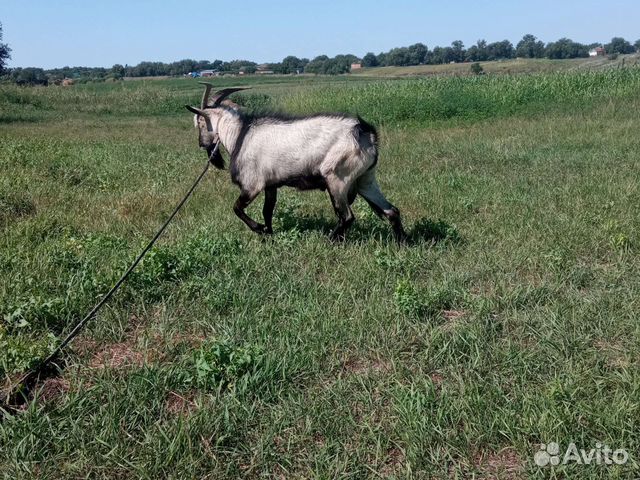 Домашние животные козëл