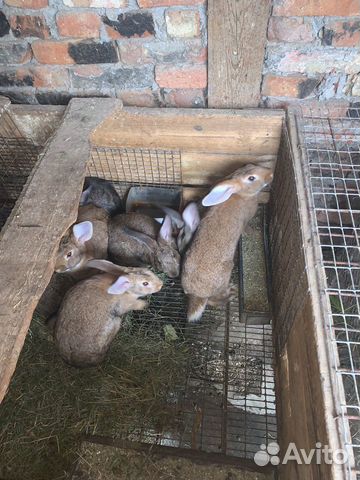 Кролики мясных пород