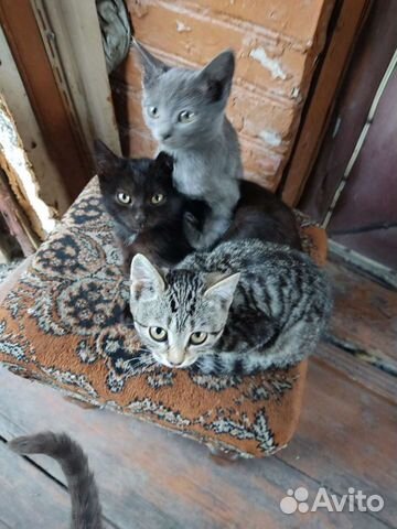 Котята