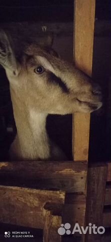 Коза