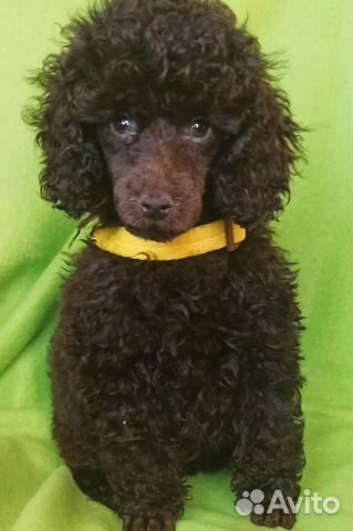 Миниатюрный коричневый пудель девочки и мальчик