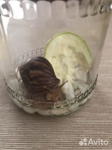 Улитка ахатинская