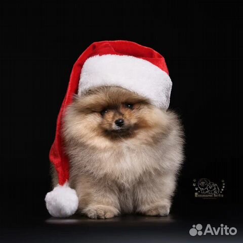 Шпиц померанский девочка