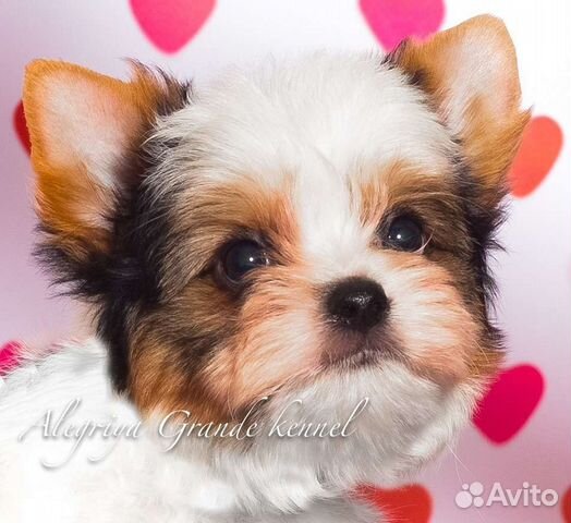 Бивер. Мини мальчик. Эксклюзив